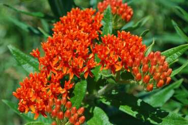 Texas Native Flowers For A Breathtaking Garden | Ajax Moving Services