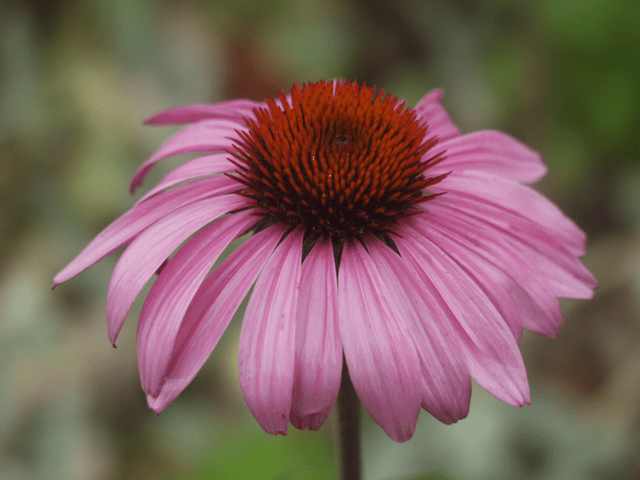Texas Native Flowers For A Breathtaking Garden | Ajax Moving Services