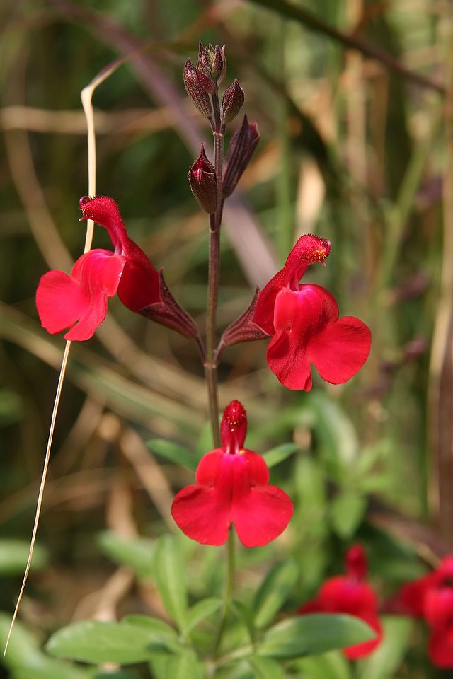 Texas Native Flowers For A Breathtaking Garden | Ajax Moving Services